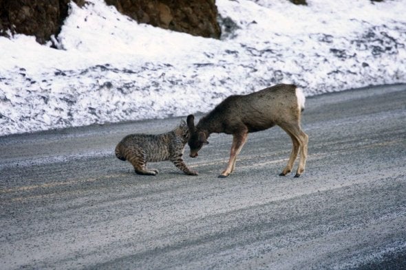 Bobcat Attack Deer Are Bobcats Dangerous? Wildlife Pros